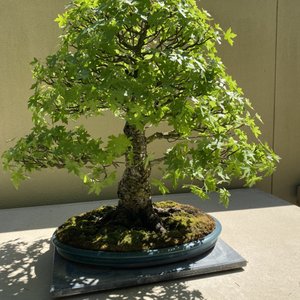 PACIFIC BONSAI MUSEUM - 353 Photos & 55 Reviews - 2515 S 336th St ...