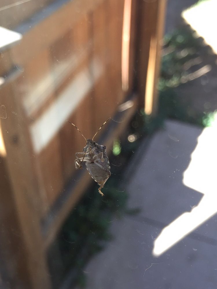 ANCHOR PEST CONTROL SERVICE - Updated April 2026 - 28 Reviews - Denver ...