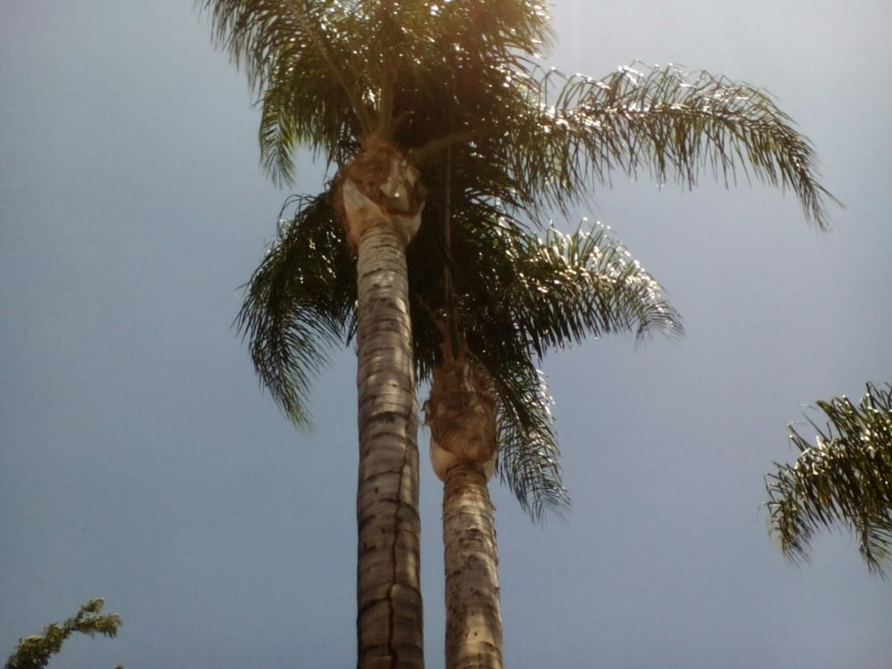 MENDOZA & FAMILY TREE SERVICE - Updated October 2025 - 11 Photos - Los ...