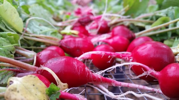 URBAN ROOTS FARM - Updated August 2025 - 67 Photos - 7651 Delwau Ln ...