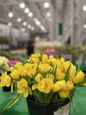 SAN FRANCISCO FLOWER MARKET - Updated December 2025 - 611 Photos & 229 ...