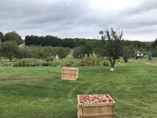 MCDOUGAL ORCHARDS - 24 Photos - 201 Hanson Ridge Rd, Springvale, ME - Yelp