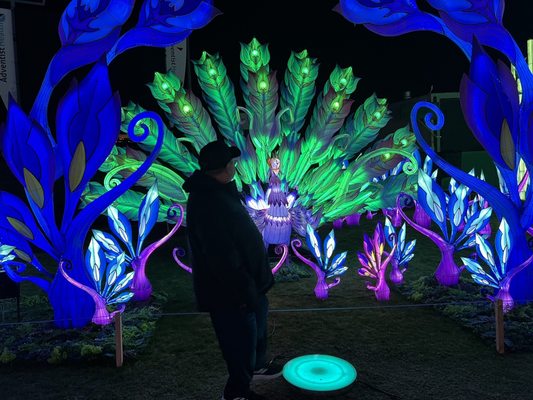 STOCKTON LANTERN FESTIVAL MAGIC FOREST - Updated September 2025 - 62 ...