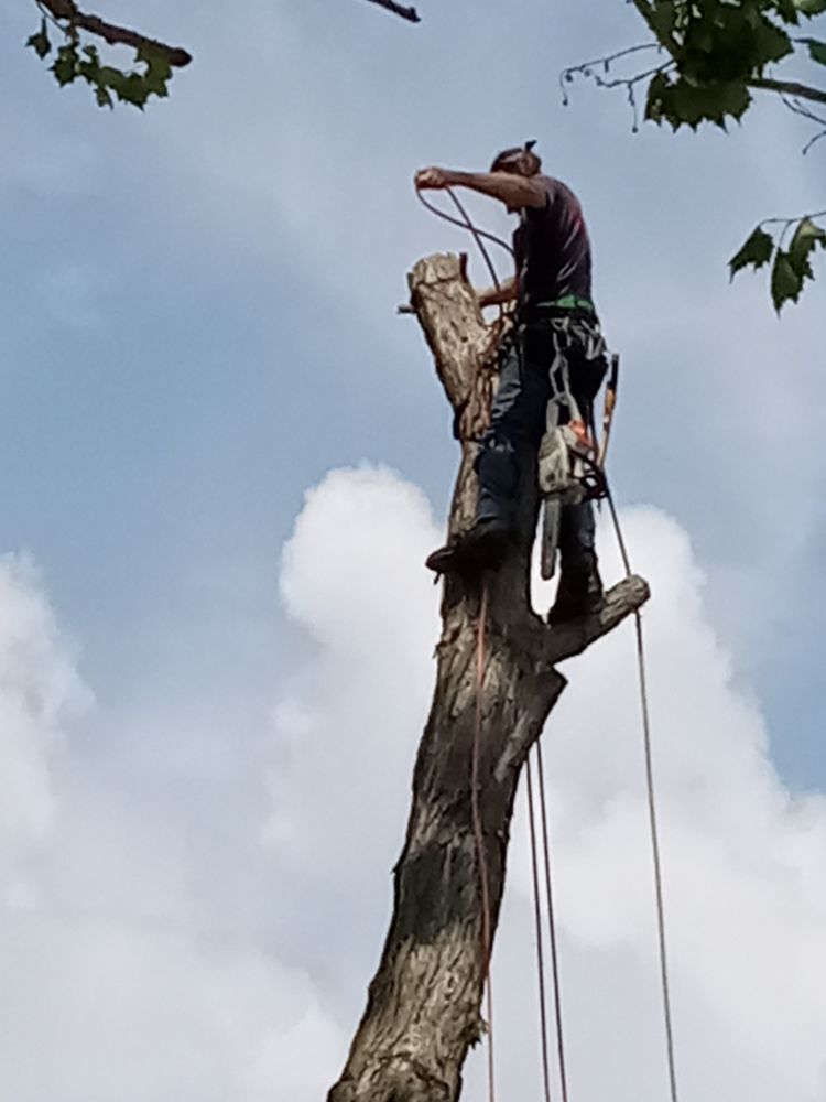 HAPPY TREE PEOPLE - Cedar Rapids, Iowa - Tree Services - Phone Number ...