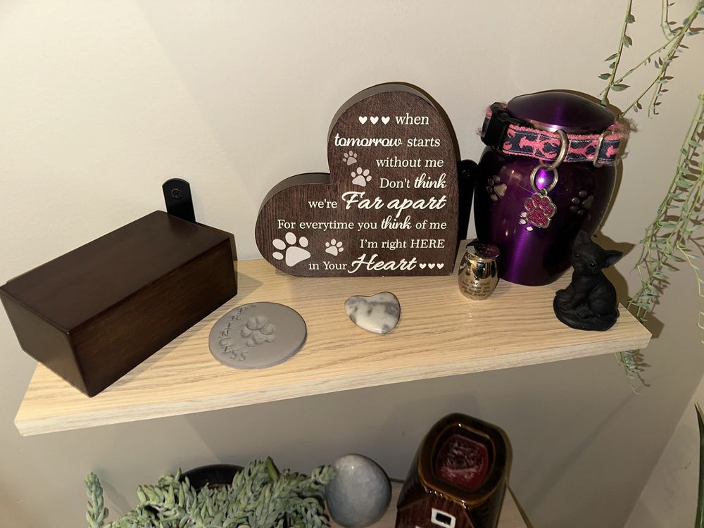 NEW ENGLAND VETERINARY CENTER & CANCER CENTER - Updated January 2026 ...