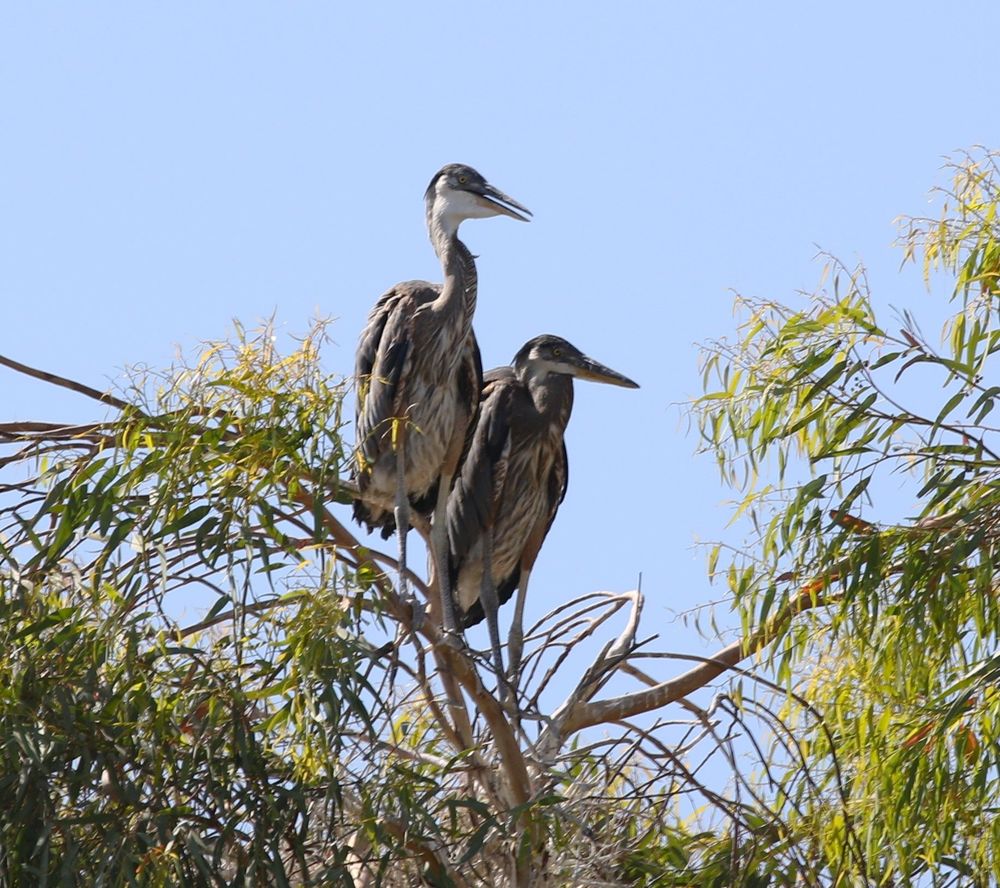 TRES RIOS WETLANDS - Updated October 2025 - 43 Photos - Phoenix ...