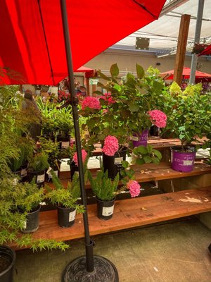 STRAND ACE HARDWARE - Updated August 2025 - 17 Photos & 30 Reviews ...