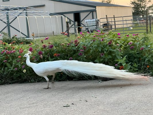 TEXAS GAUSHALA - Updated May 2026 - 10 Photos - Waller, Texas ...