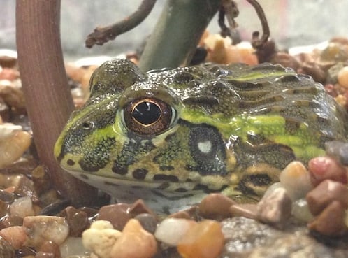 PETS-A-PLENTY - Updated November 2025 - 60 Photos & 38 Reviews - 23933 ...