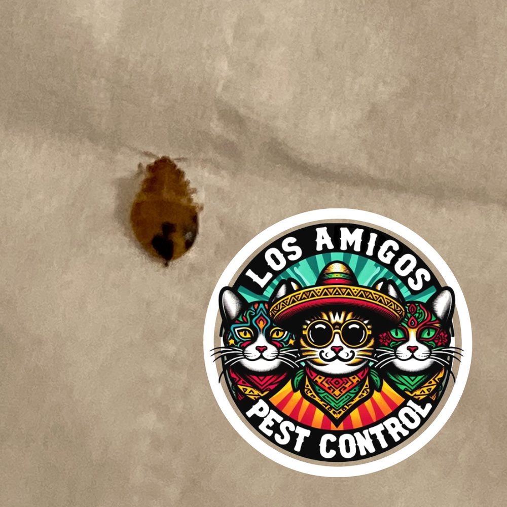 LOS AMIGOS PEST CONTROL - Updated September 2025 - 11 Photos - Menifee ...