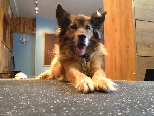 ST PAWS DOG DAYCARE, BOARDING & GROOMING - Updated August 2024 - 1920 ...