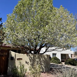 BACA’S TREES - Updated October 2025 - 45 Reviews - 7933 Edith Blvd NE ...