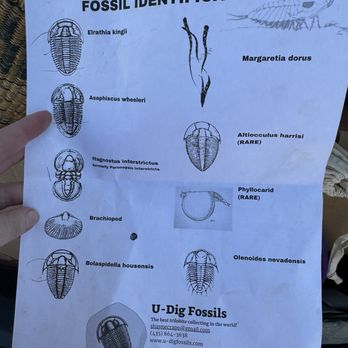 U-DIG FOSSILS - Updated October 2025 - 58 Photos & 31 Reviews - Death ...