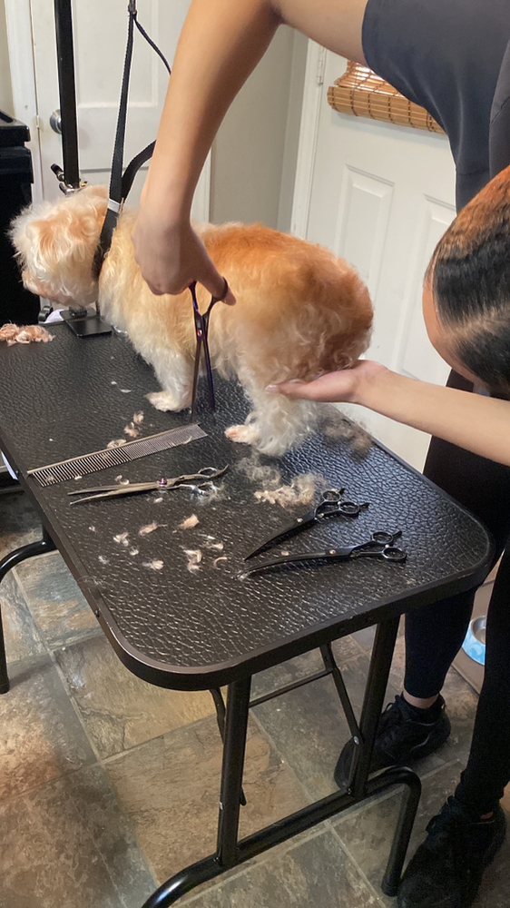 GRAHAM’S ELITE GROOMING - Updated June 2024 - 31 Photos - Aberdeen ...