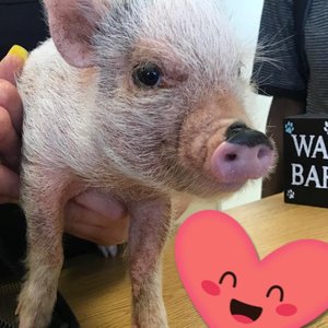 VCA BECKER ANIMAL HOSPITAL AND PET RESORT - Updated June 2024 - 243 ...