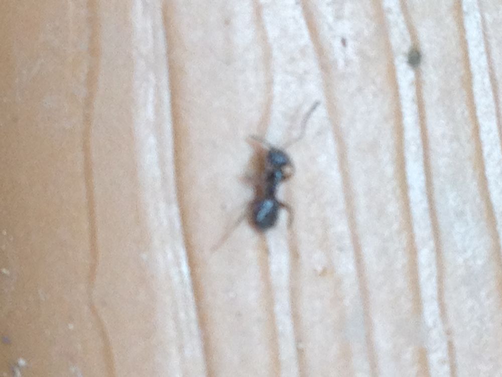 CARDINAL INSECT & PEST SOLUTIONS - 74 Photos - St. Louis, Missouri ...