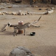 ABQ BIOPARK ZOO - 765 Photos & 241 Reviews - 903 10th St SW ...