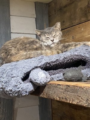 THE TIPSY TABBY - Updated September 2024 - 17 Photos & 17 Reviews - 90 ...