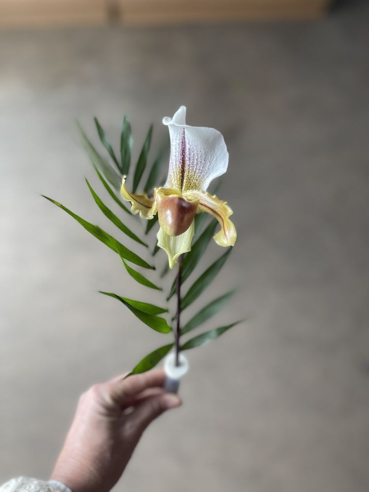 SCHAEFER WHOLESALE FLORIST - Updated January 2026 - 154 Photos - 2635 ...