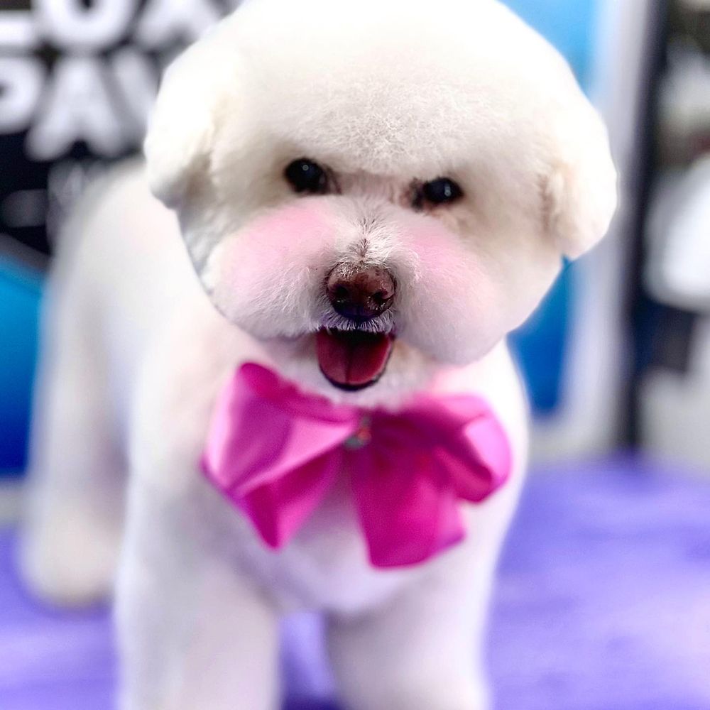 LUXE PAWS MOBILE PET SPA - Updated October 2025 - 53 Photos & 23 ...