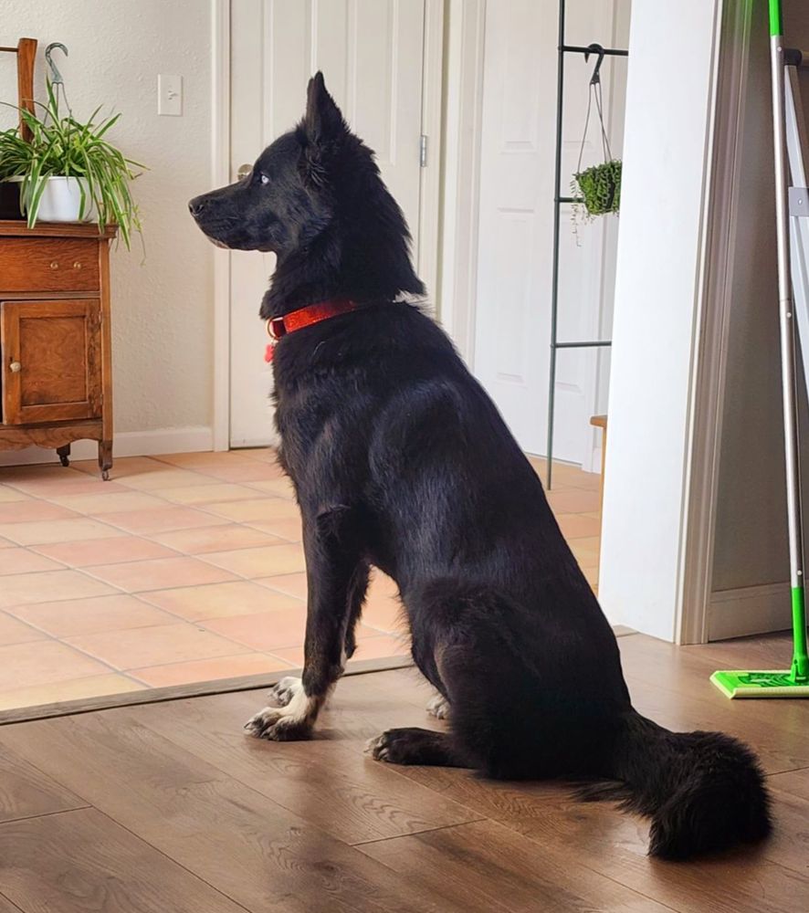 THE PUP NECESSITIES - Updated September 2024 - 1811 Hubbard Dr ...