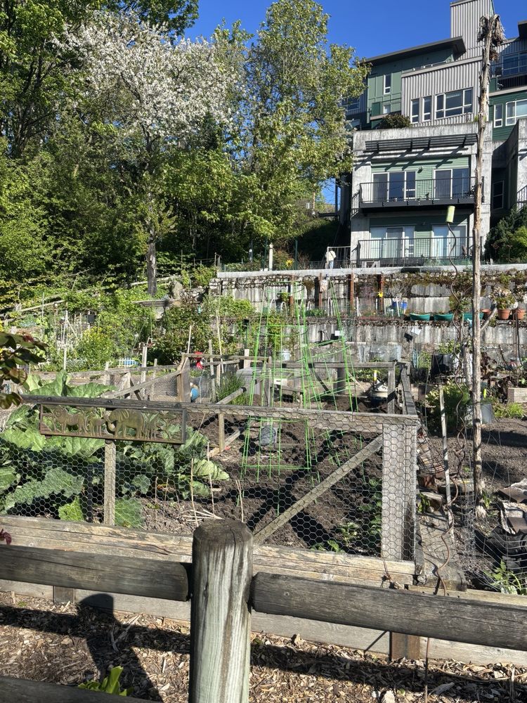 EASTLAKE P-PATCH COMMUNITY GARDENS - Updated June 2025 - 36 Photos ...