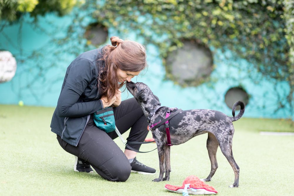 SAN FRANCISCO SPCA BEHAVIOR CLINIC - Updated December 2025 - 201 ...