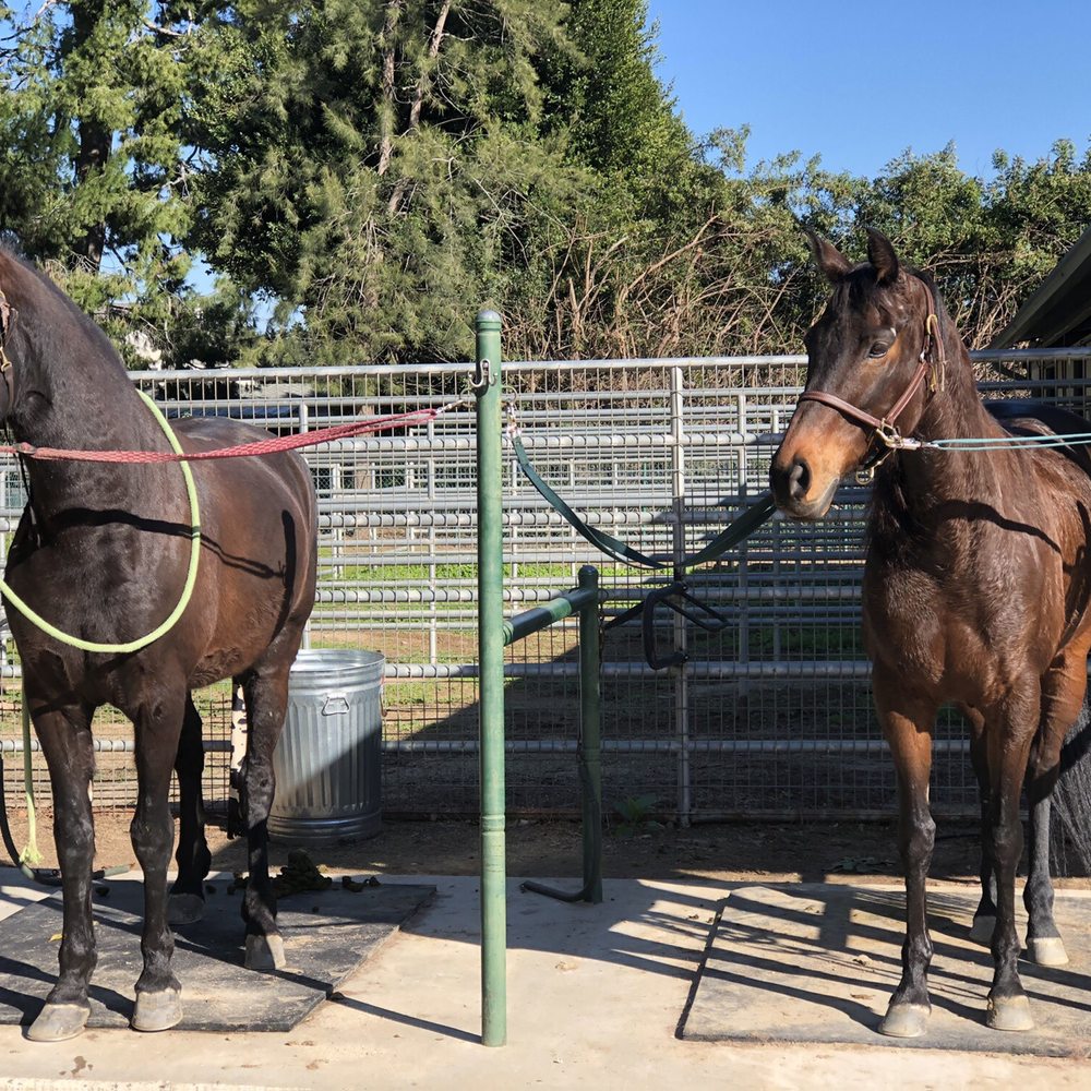 Breezy Meadow Stables - 2019 All You Need to Know BEFORE You Go (with ...