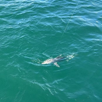 SIX CHUTER CHARTERS - Updated March 2025 - 53 Photos & 29 Reviews - 951 ...