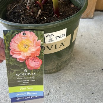 NICKS GARDEN CENTER - Updated June 2025 - 482 Photos & 259 Reviews ...