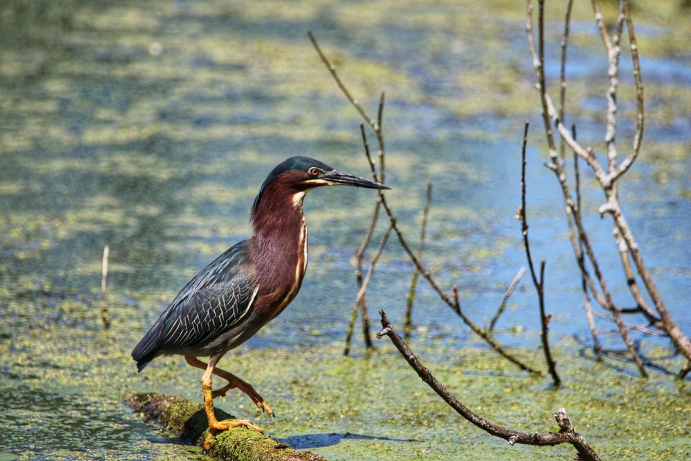 MAGEE MARSH WILDLIFE AREA - Updated December 2025 - 46 Photos & 15 ...