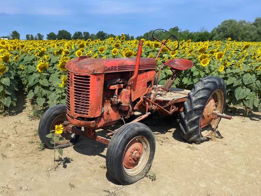 DIXIE ORCHARDS - Updated August 2025 - 53 Photos & 10 Reviews - 14309 ...