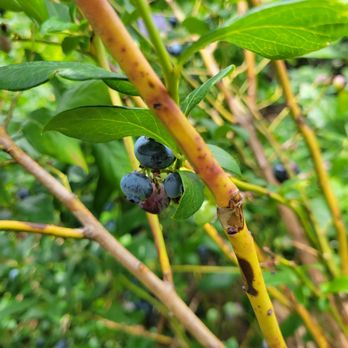 TAMMEN TREEBERRY FARM - Updated December 2025 - 34 Photos & 18 Reviews ...