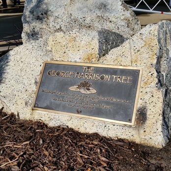 THE GEORGE HARRISON TREE - Updated December 2025 - 27 Photos - 2800 E ...