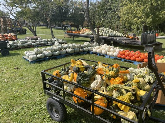 MINK AND WALTERS PUMPKIN PATCH - Updated January 2026 - 61 Photos ...