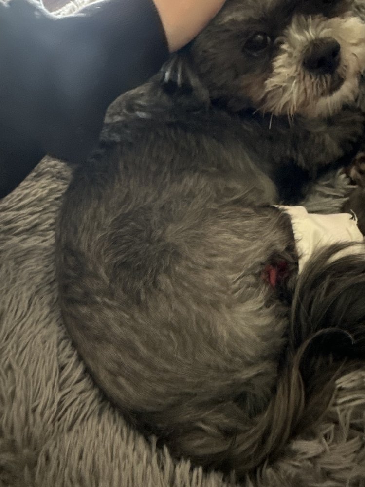 RUFFING IT DOGGIE DAY CARE & OVERNIGHT CENTER - Updated December 2025 ...