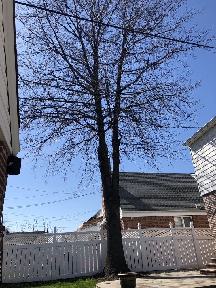 CLEARVIEW TREE AND LAND CORP - Updated October 2025 - 39 Photos & 48 ...