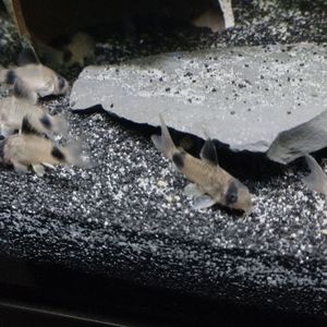 THE REEF GEEKS - Updated April 2026 - 871 Harold Pl, Chula Vista ...