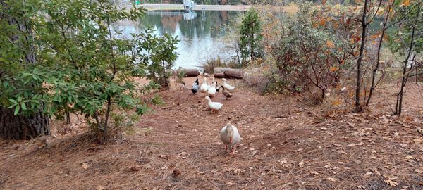 LAKE DE SABLA - Updated August 2025 - Lake De Sabla, Magalia ...