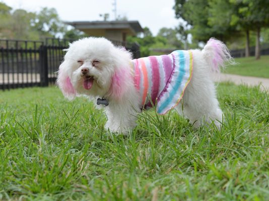 JOHNNY STEELE DOG PARK - 157 Photos & 131 Reviews - 2929 Allen Pkwy ...