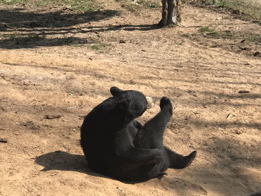 OSWALD’S BEAR RANCH - 189 Photos & 68 Reviews - 13814 County Rd 407 ...