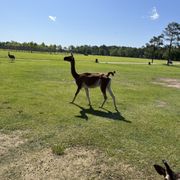GLOBAL WILDLIFE CENTER - 563 Photos & 127 Reviews - 26389 Hwy 40 ...