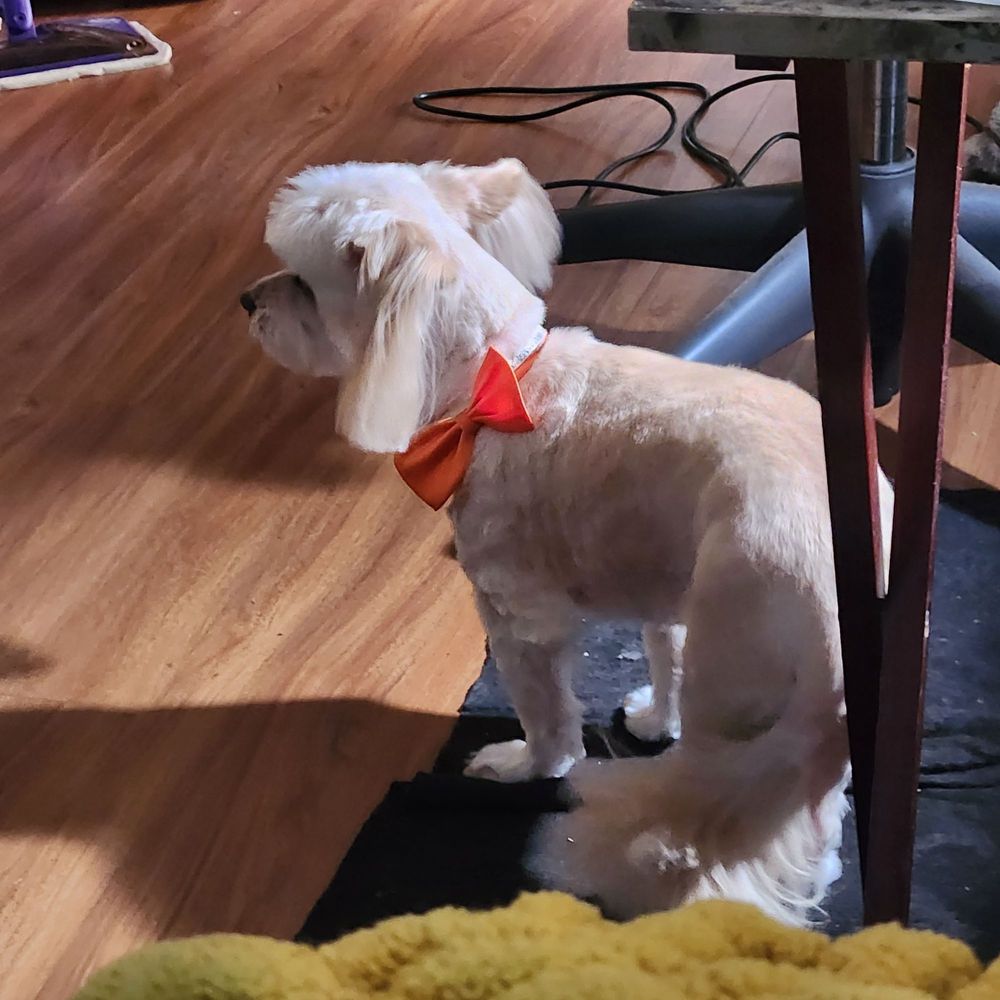 PAWGO - Updated September 2025 - 36 Photos & 79 Reviews - Los Angeles ...