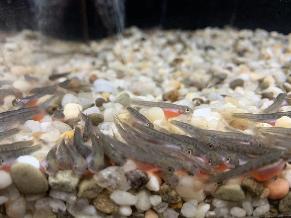 Bonneville Dam Fish Hatchery, Cascade Locks | Roadtrippers