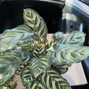 PLANTS FOR ALL SEASONS - Updated July 2024 - 27 Photos & 31 Reviews ...