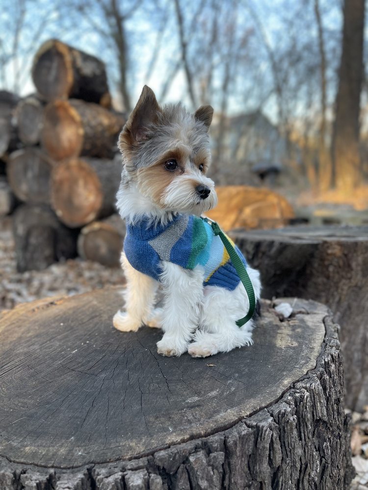 DUNKIN’ DOGS - Updated October 2025 - 15 Reviews - 609 Ridgeview Dr ...