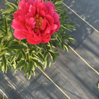 SILO RIDGE PEONY FARM - Updated December 2025 - 2064 225th St, Milford ...