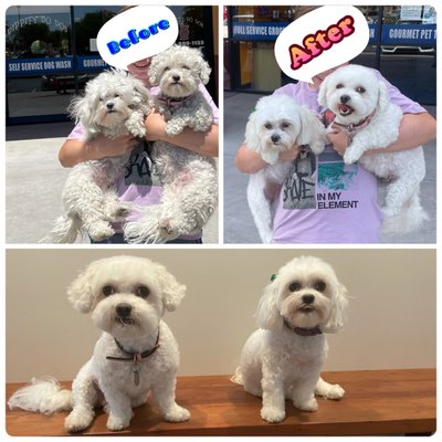 DIPPITY DO DOG - Updated June 2025 - 37 Photos & 76 Reviews - 2040 S ...