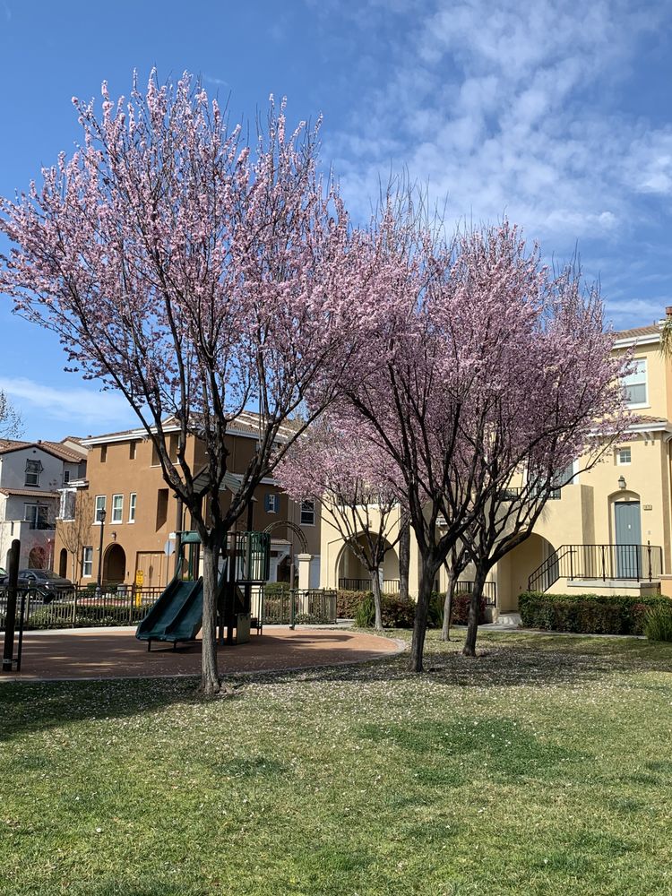 PAYNE TREE CARE - Updated July 2025 - 26 Photos & 170 Reviews ...