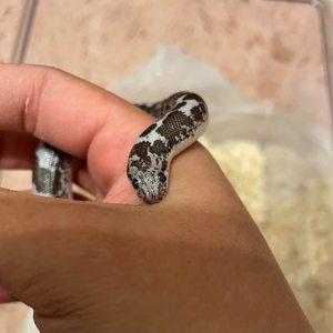 CASTRO VALLEY ANIMAL HOSPITAL - Updated February 2025 - 88 Photos & 351 ...